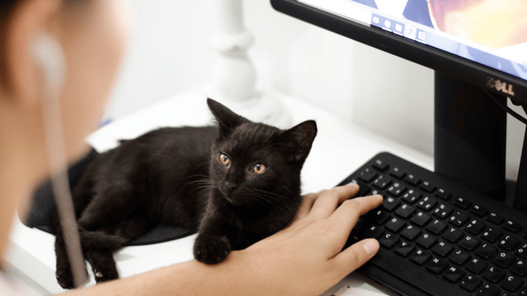 Prove you're a good cat mom with this short quiz