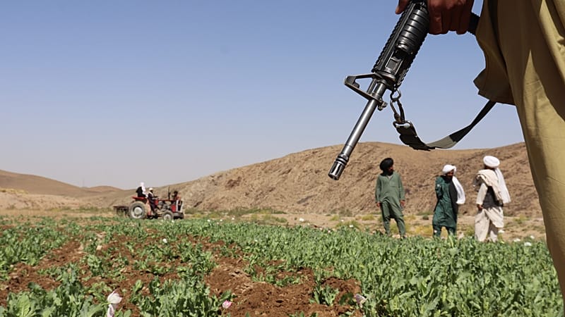Afghan farmers suffer heavy losses after Taliban ban opium poppy ...
