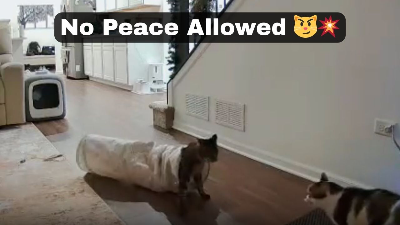 Tabby cat executes a perfect plan to disturb another cat in the house