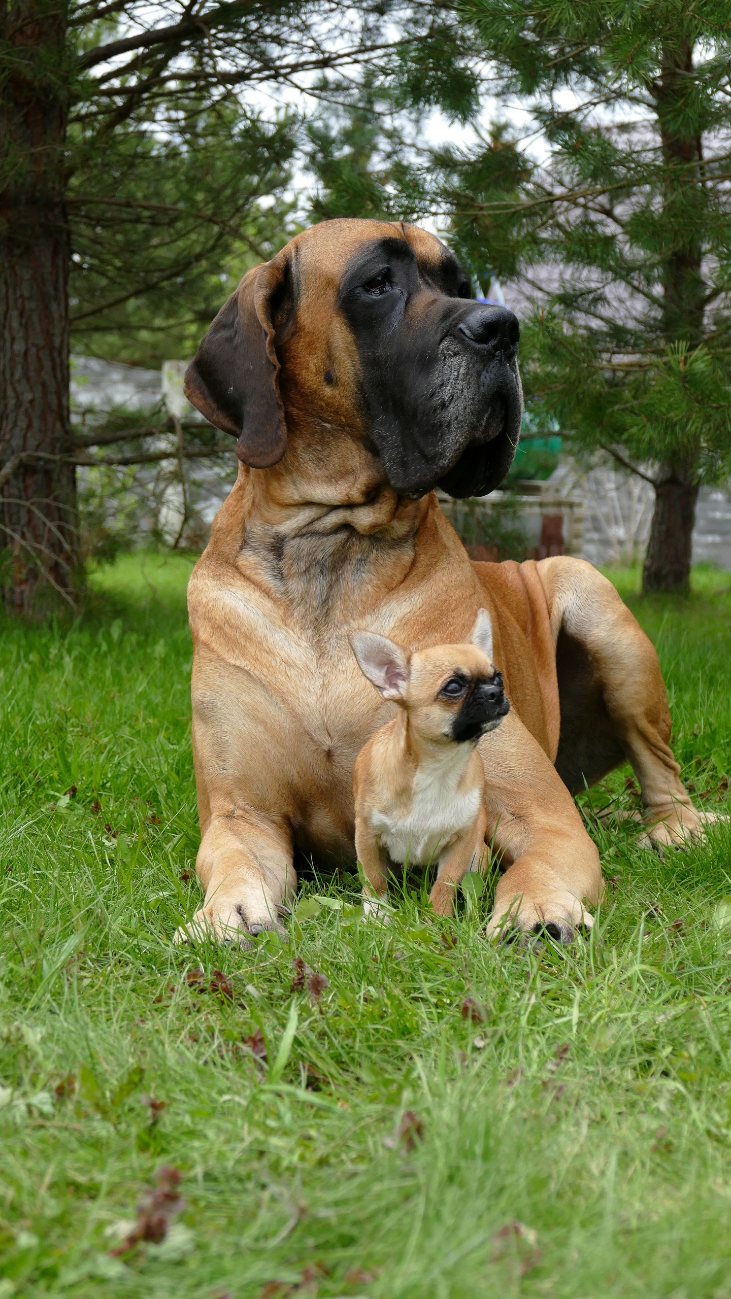 10 dog park habits many owners dislike