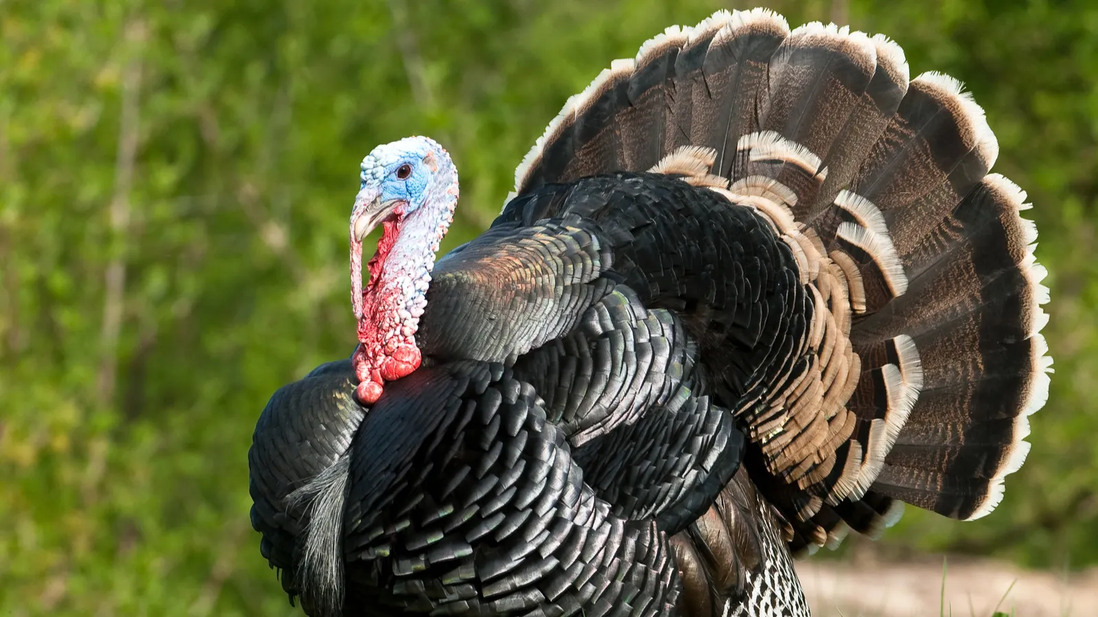 America’s wild turkey hotspots, including one state with 500,000 birds