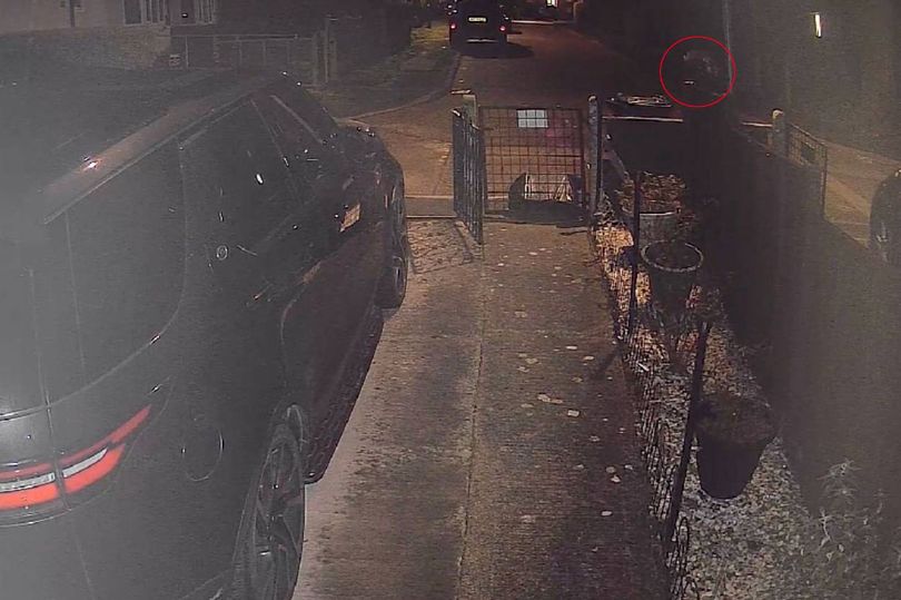 Chilling CCTV captures big cat 'as tall as car bonnet' prowling streets ...