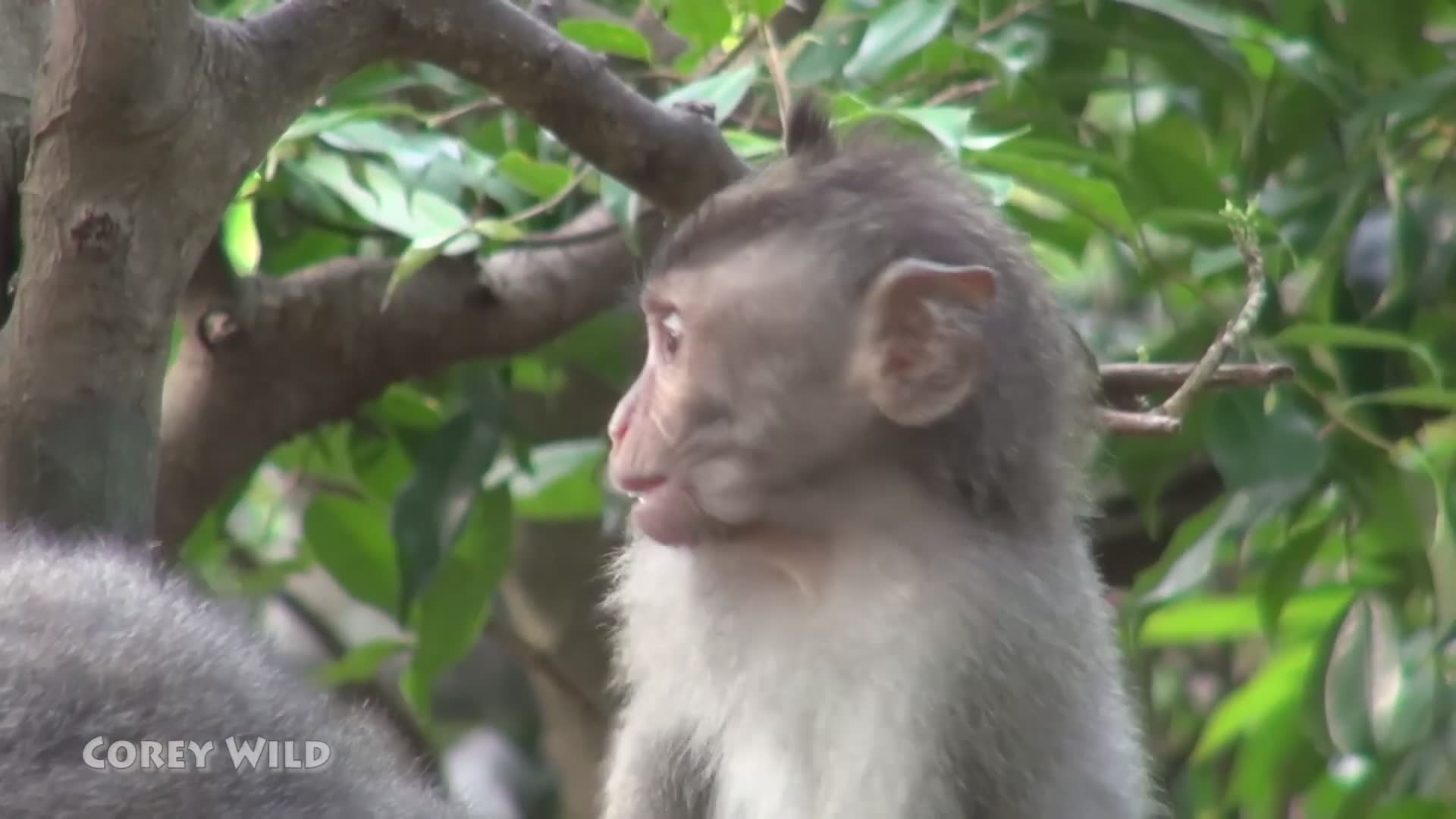 Learning rabies vaccine requirements for Southeast Asia