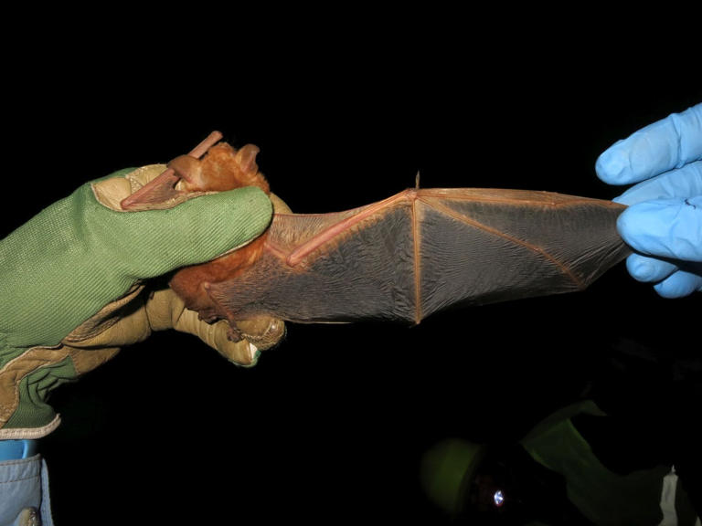 Rare bats at risk as iron ore mine advances in Guinea’s Nimba Mountains