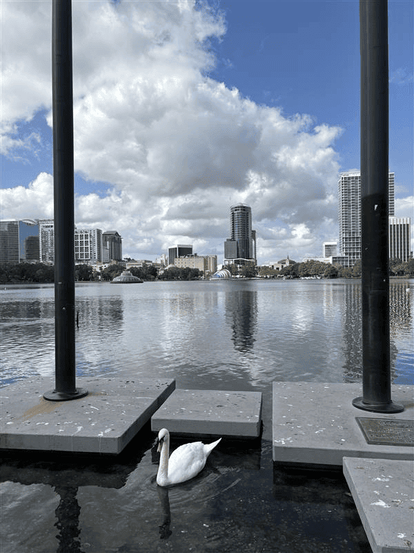 12 swans found dead in famous Florida lake. Here's what to know