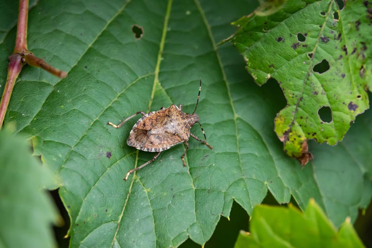 How to get rid of stink bugs in your home and garden