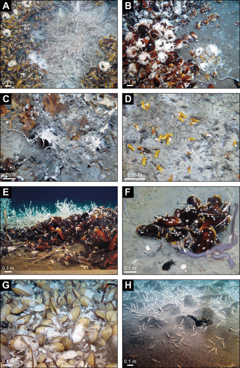 This robot went 1,300 meters under the ocean and found something that ...