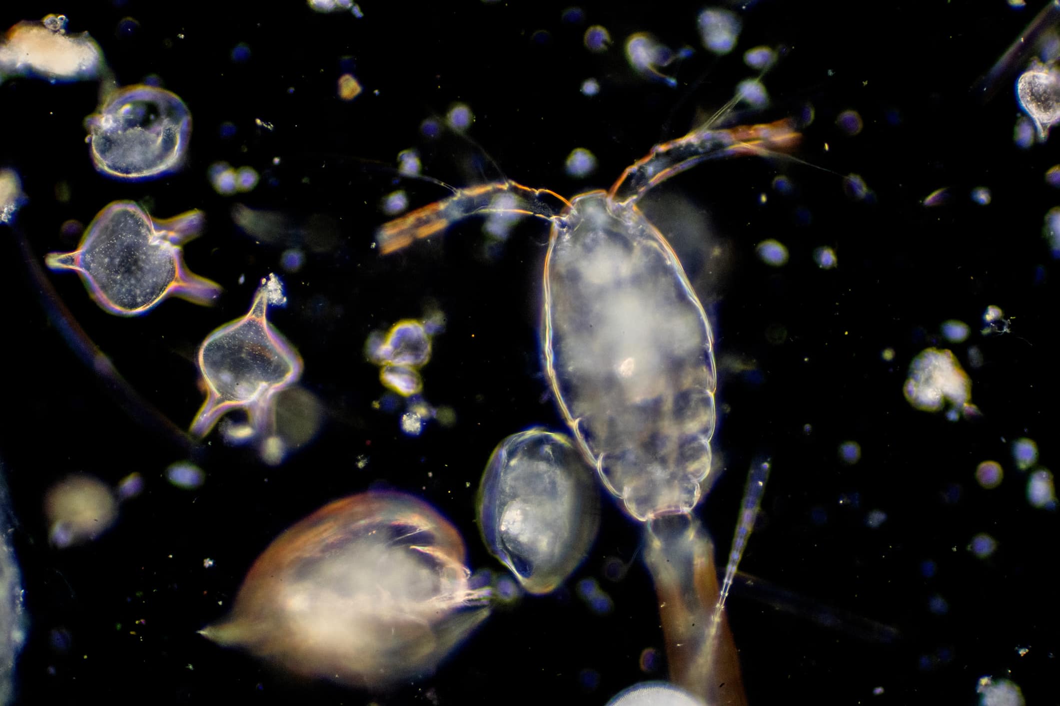 Meet the tiny animals that keep water clean