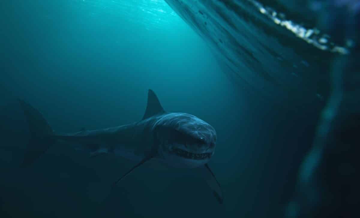 Scientists found an 8-meter shark fossil in Australia, and it lived ...