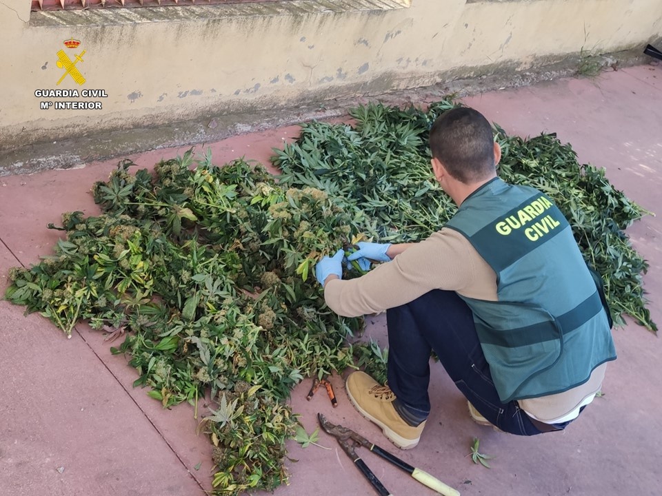 Un investigado por cultivar marihuana reconoce que era su único medio ...