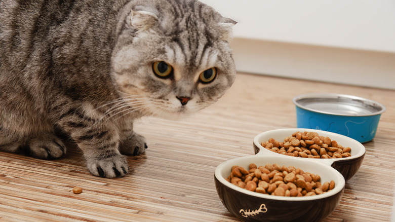 Upgrade your pet's food station on a budget with items you can find ...