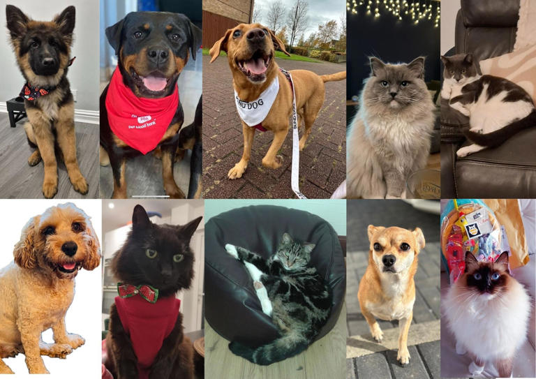 Gifts of kindness delivered to deserving pets in Edinburgh and Lothians ...