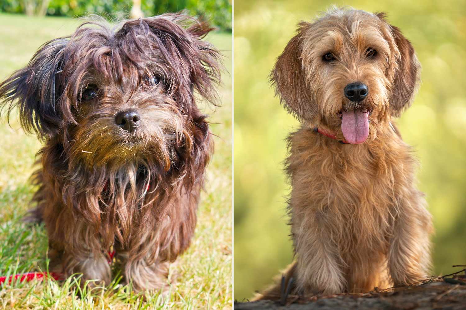 3 new dog breeds join the American Kennel Club and can now compete in ...