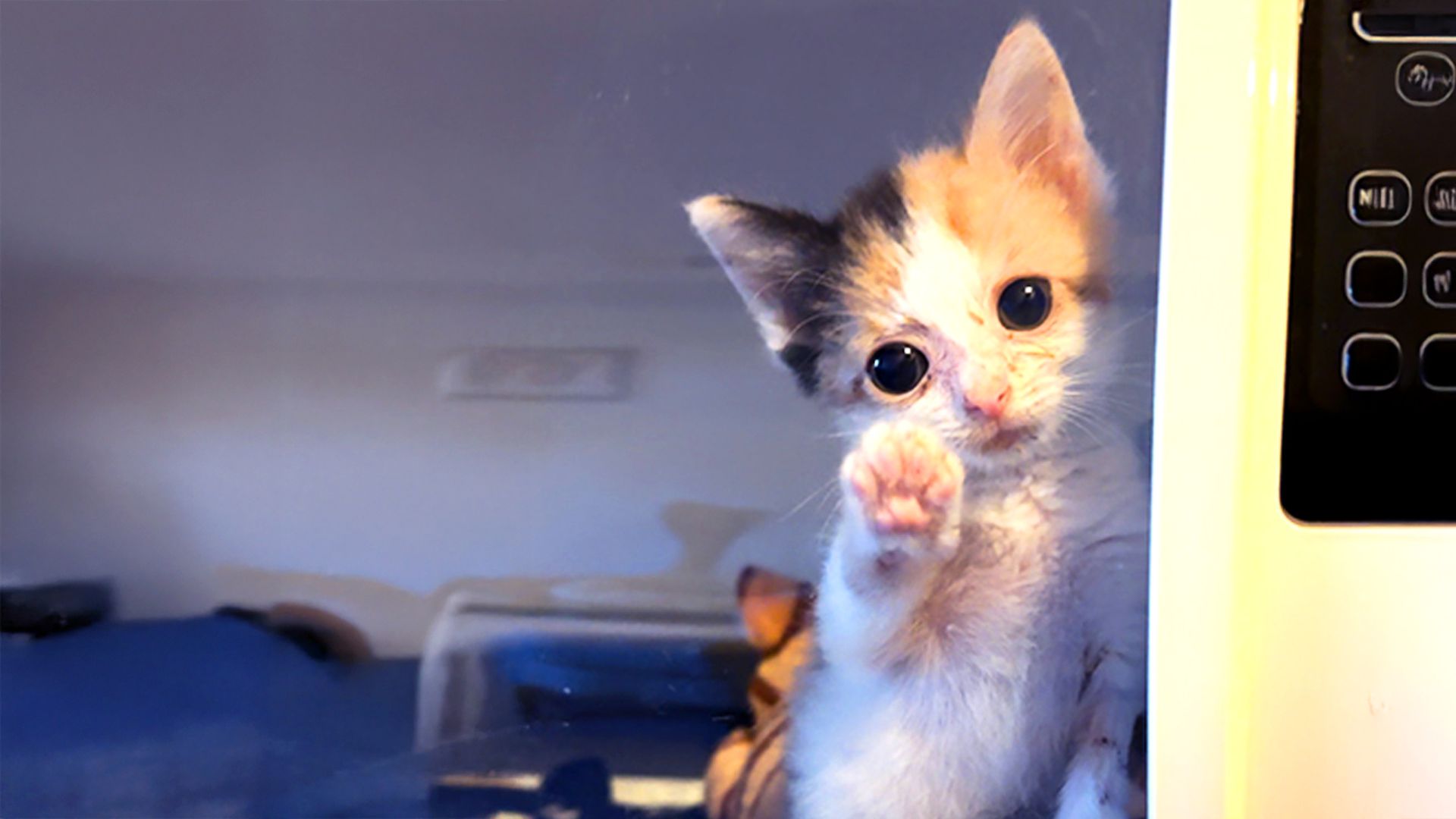Kitten finds her soul sister in quarantine