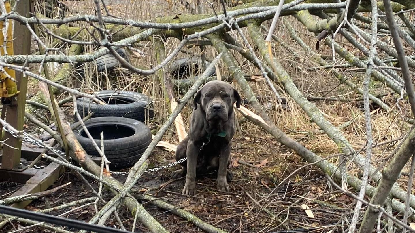 Who to call if you see a Cleveland pet left out in bitter cold