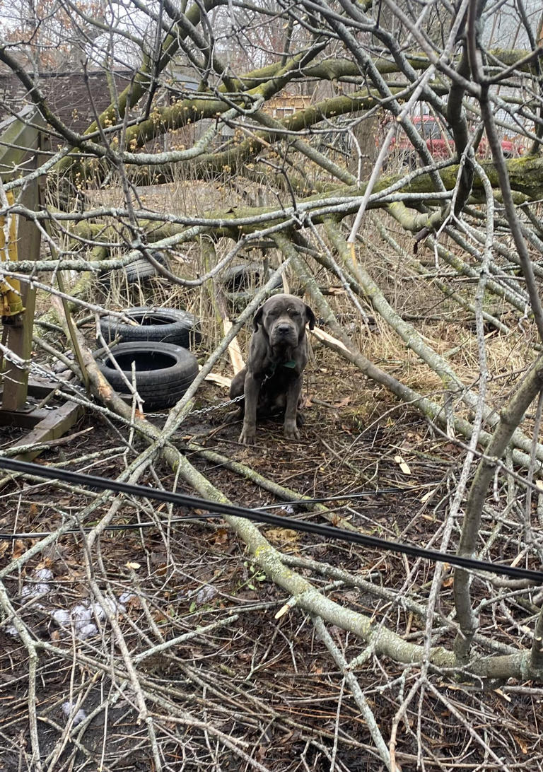 Who to call if you see a Cleveland pet left out in bitter cold