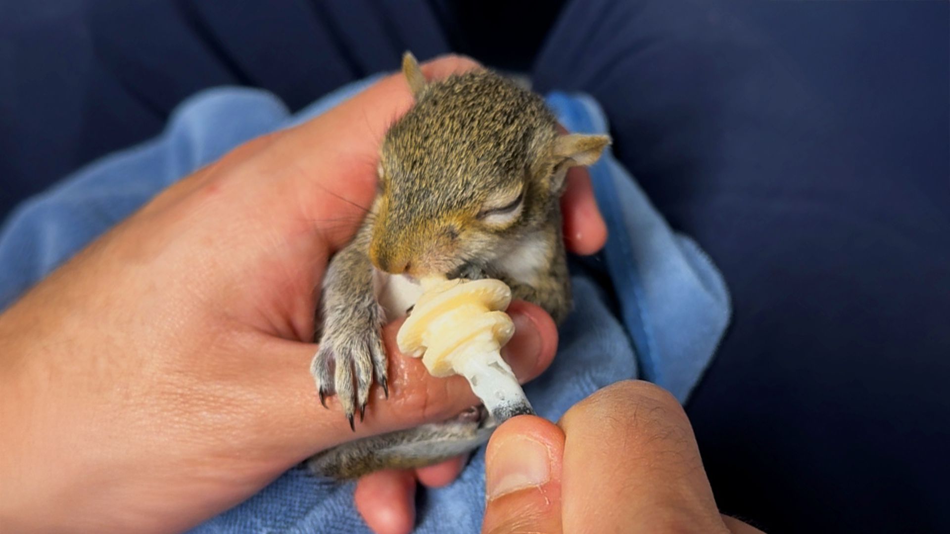 Baby squirrel loves sleeping in mom's robe