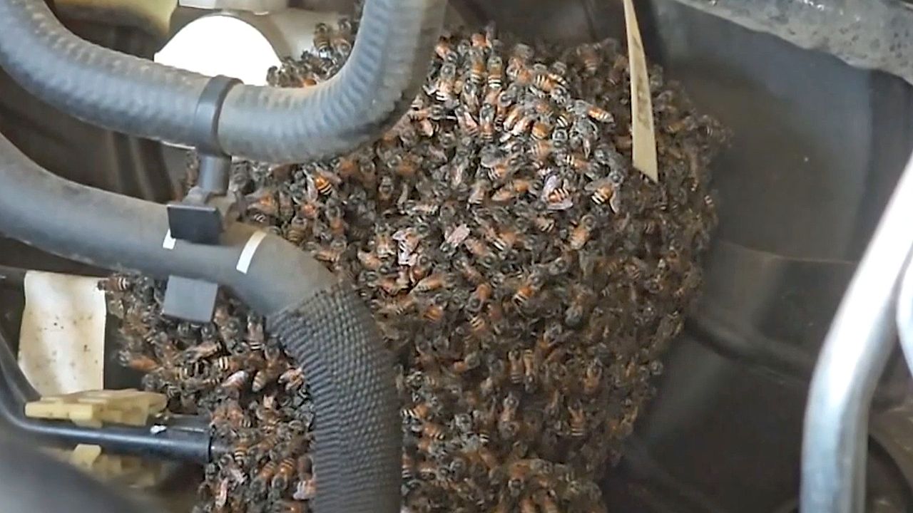 Thousands of bees take over car engine in Thailand