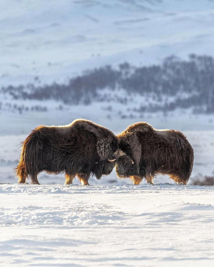 Finnish photographer snaps animals in their raw moments (30 new pics)