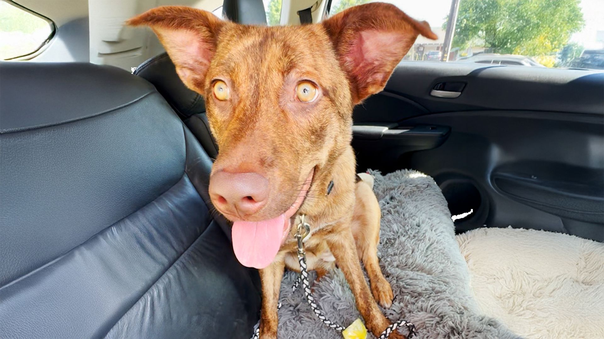 Woman finds the sickest dog at the shelter and brings her home