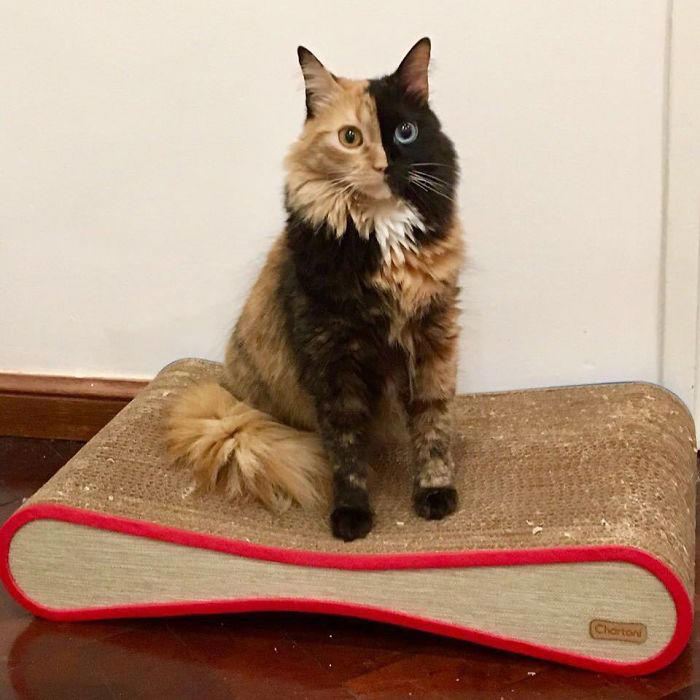 30 pics showcase how unique this two-faced cat called Quimera is