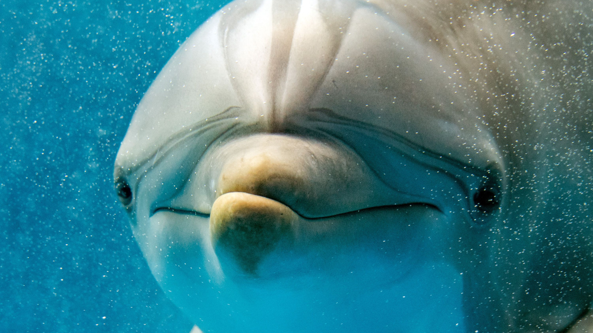 6 animals that know when they’re being filmed