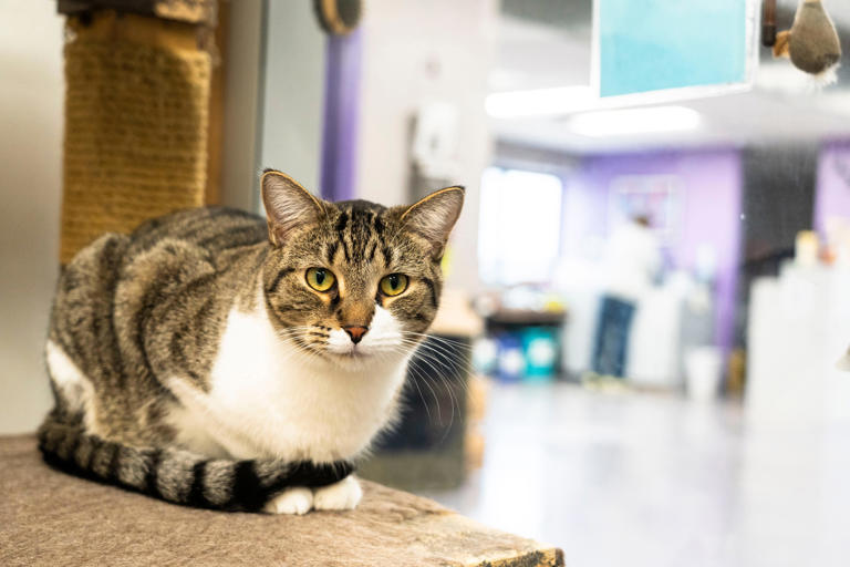 Reality star arrested in bizarre ex-boyfriend cat heist