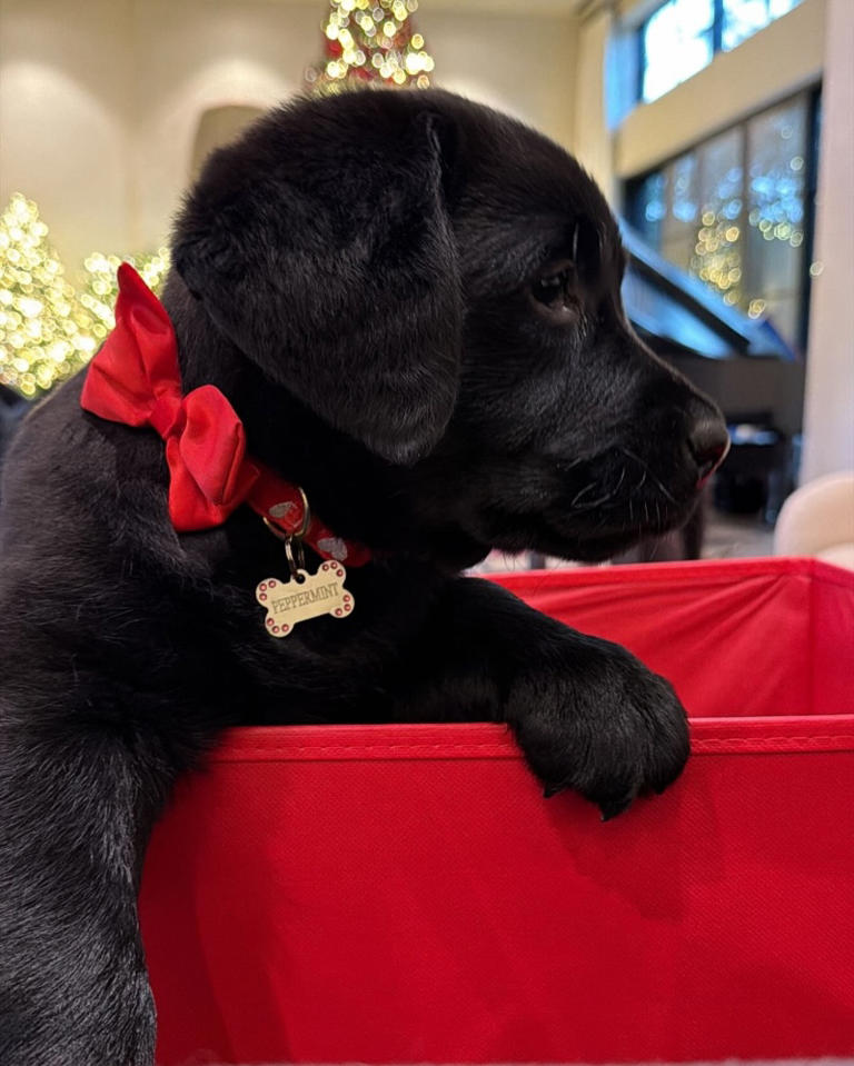 Animal welfare controversy: Kardashians face backlash from PETA over ...