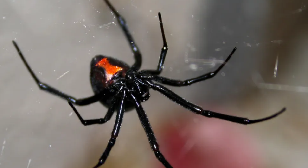 Extreme attempt to get high: Woman injects black widow venom and ends ...