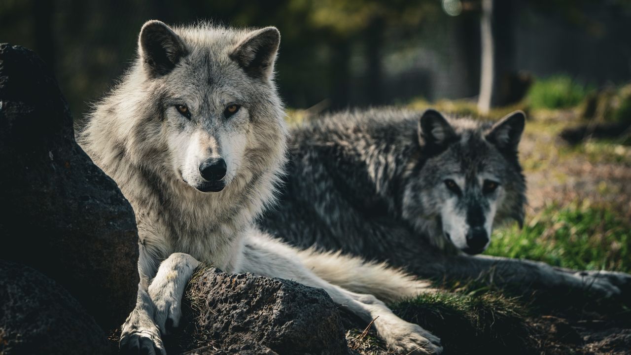 Did reintroducing wolves to Yellowstone really cause an ecological cascade?