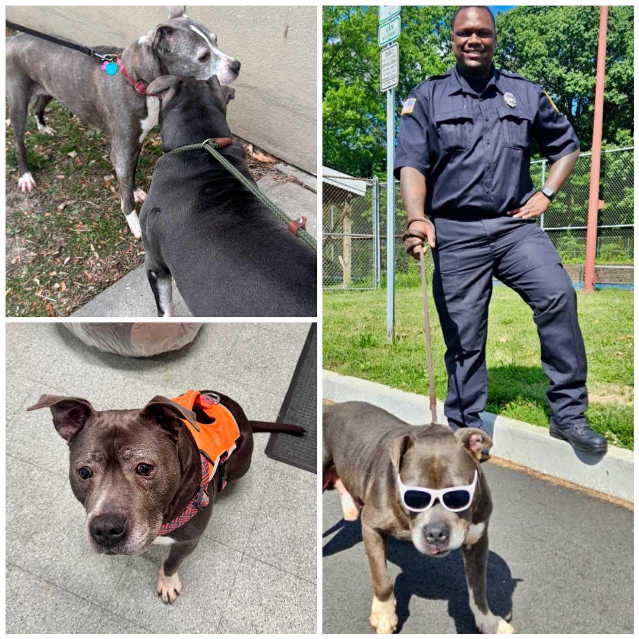 Winston goes home: Senior NJ shelter dog who captured hearts adopted ...