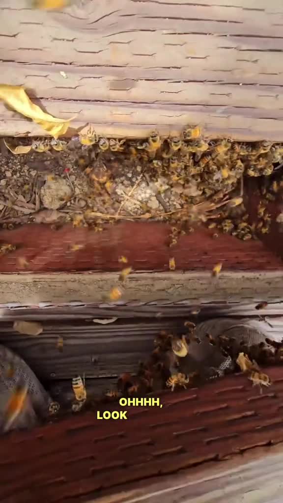 Watch this hidden staircase beehive move itself into my box