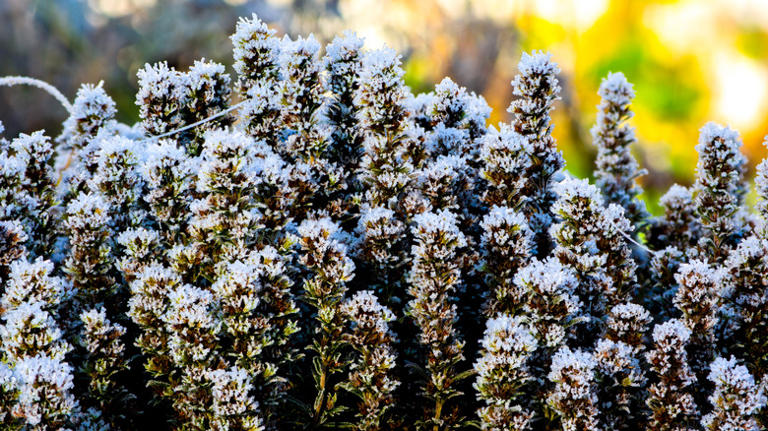 The cold-hardy herb that will thrive in your winter garden