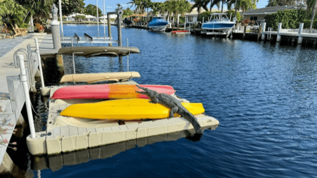 Week in images: Crocs on jet skis, Island Boy arrested, great white ...