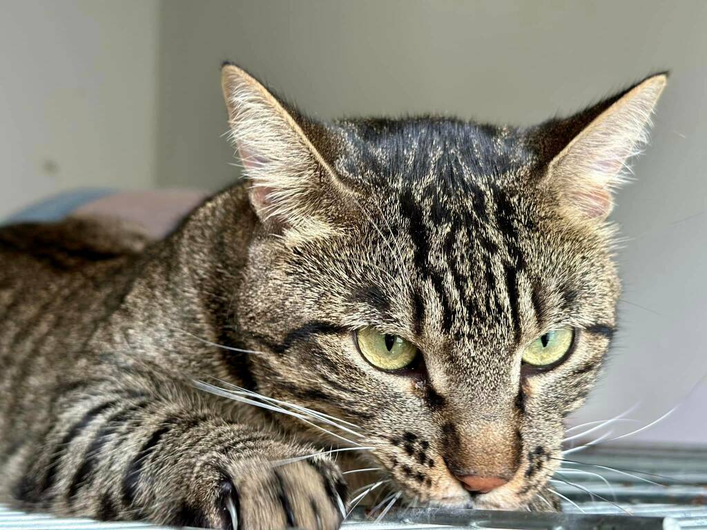 Animali domestici e botti di fine anno, le dritte del mondo animalista