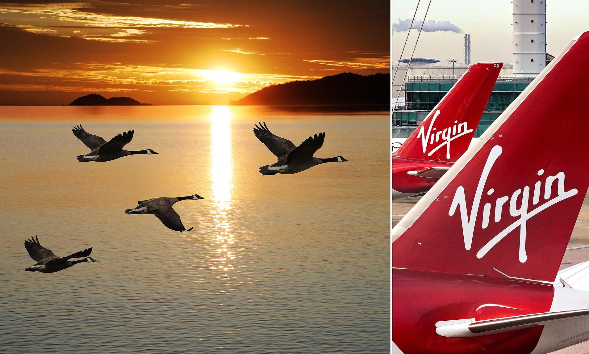 Is it a bird... or a plane? Virgin trials geese flying formation to ...