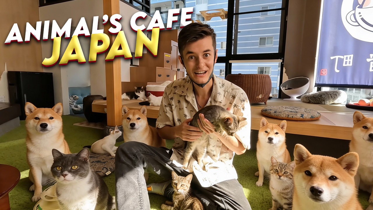 Visiting Japan’s famous animal cafes and meeting the cutest animals
