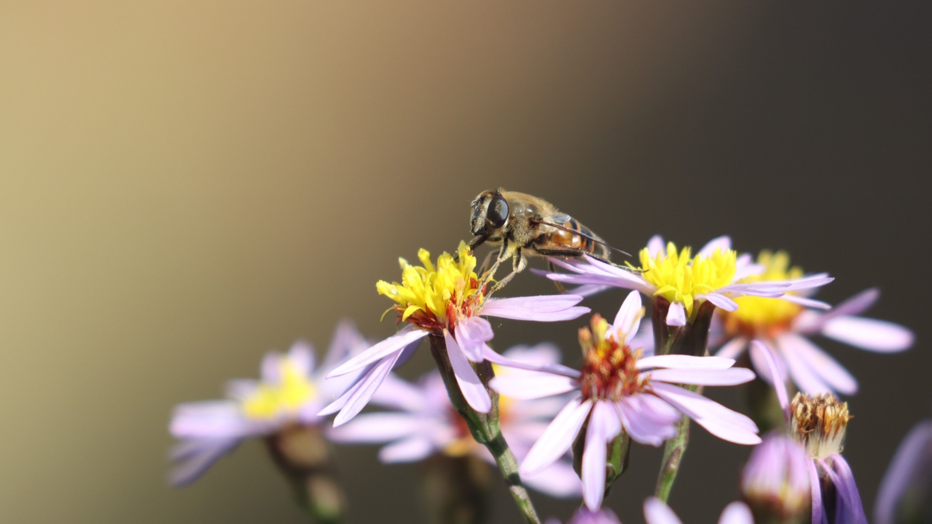 These are 6 beneficial insects you’ll want to see in your yard