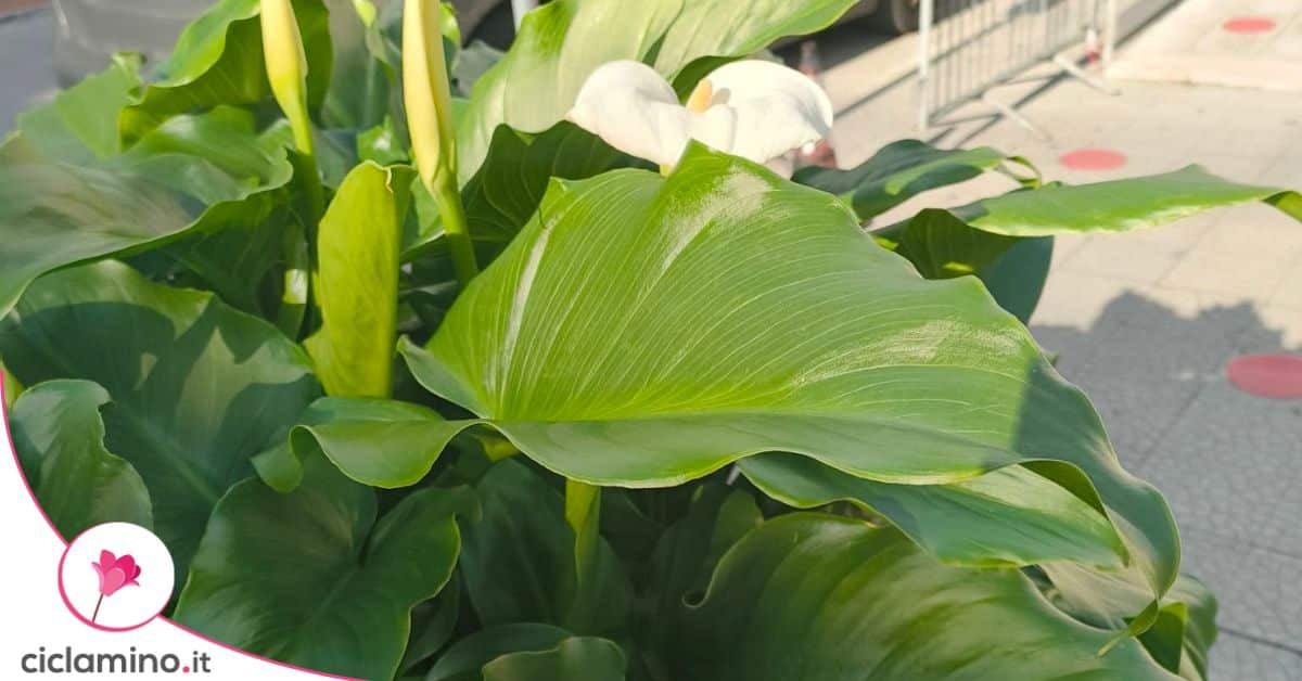 Come favorire la fioritura invernale della calla