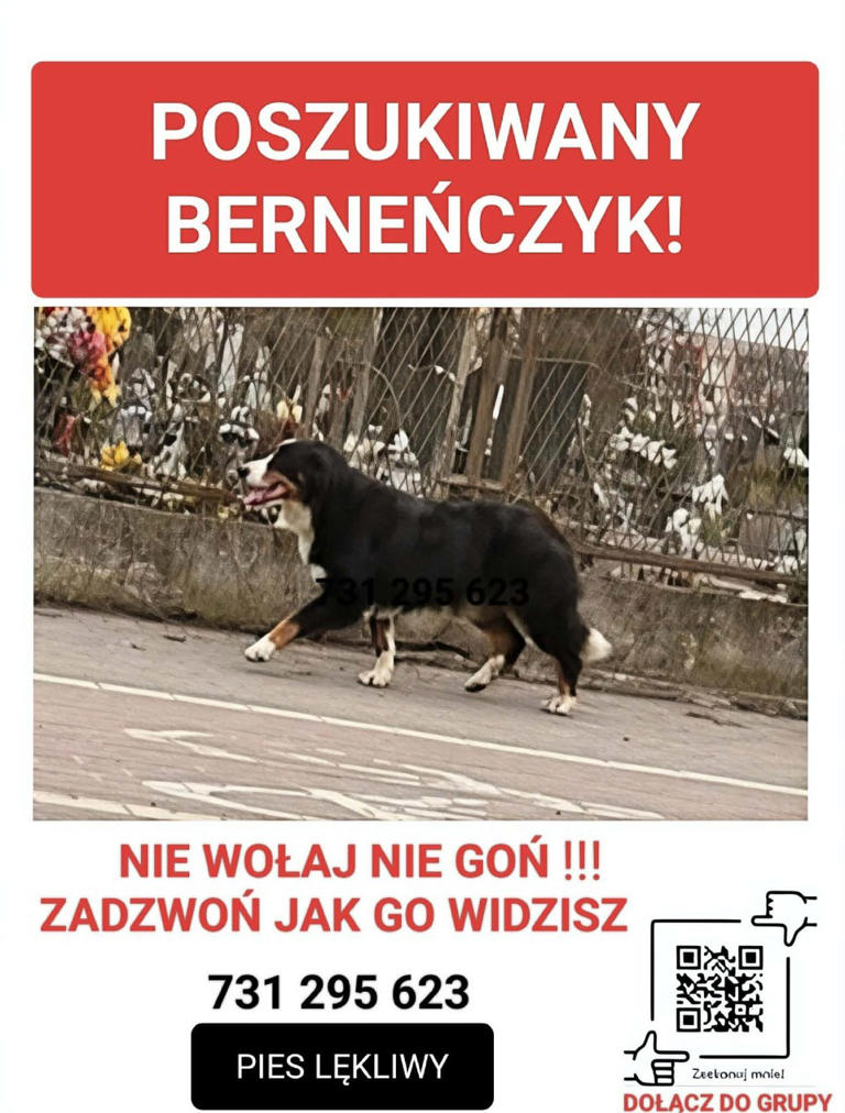 Bydgoszcz na pomoc berneńczykowi. "Nie wołaj, nie goń, tylko daj znać o ...
