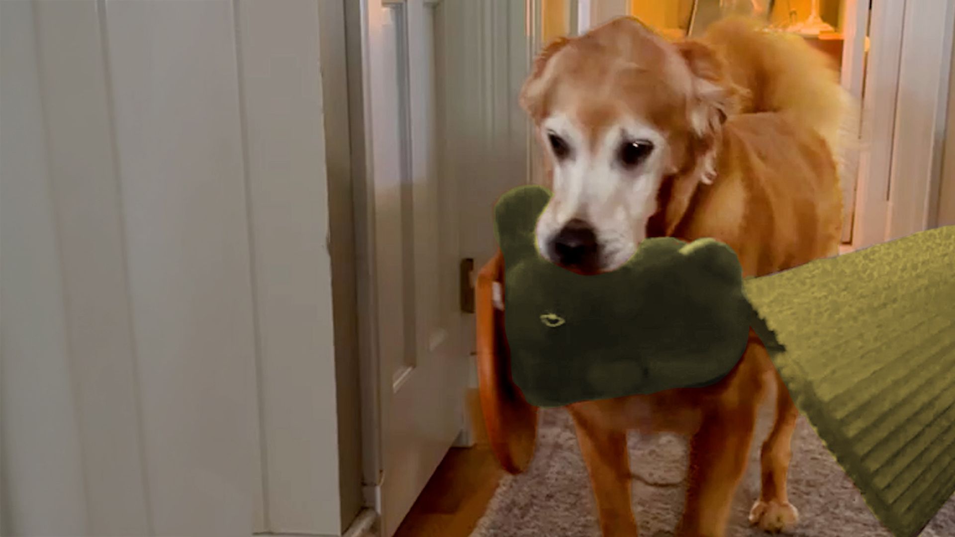 Golden retriever steals the most random items and brings them to his bed