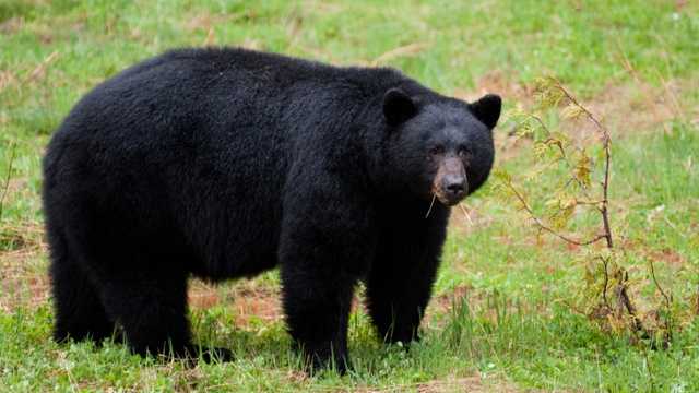 FWC reveals Florida's black bear hunt results following controversy