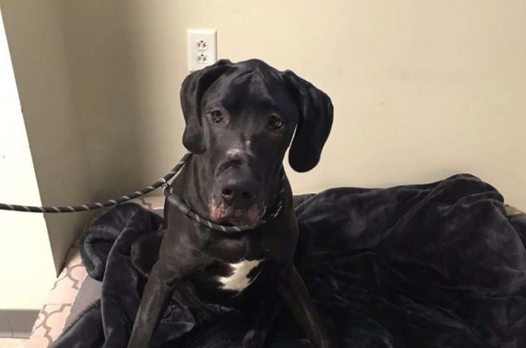 Shelton Animal Control looking for owner of Great Dane found in Indian ...