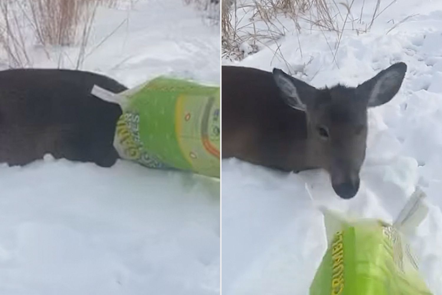 Deer stuck in plastic bag mistaken for 'masked suspect' leading to ...