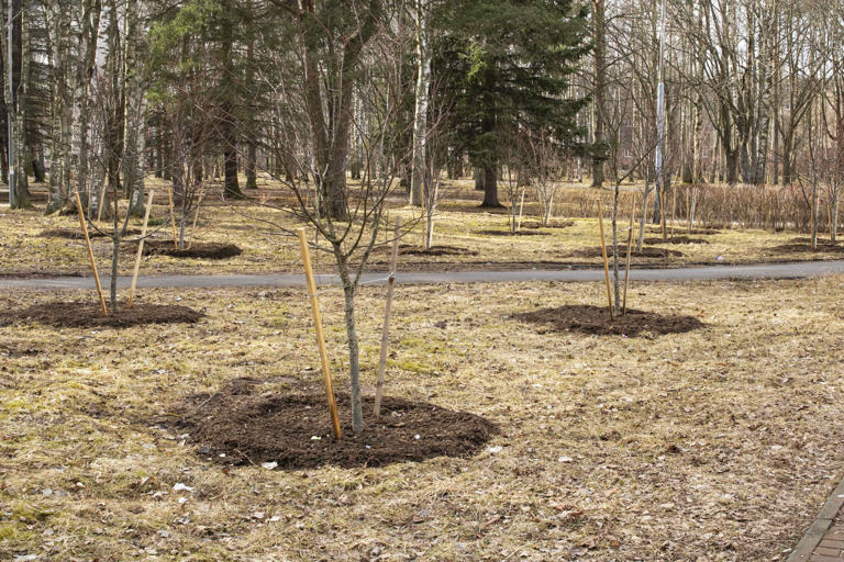 How to protect young trees in winter for stronger growth in spring