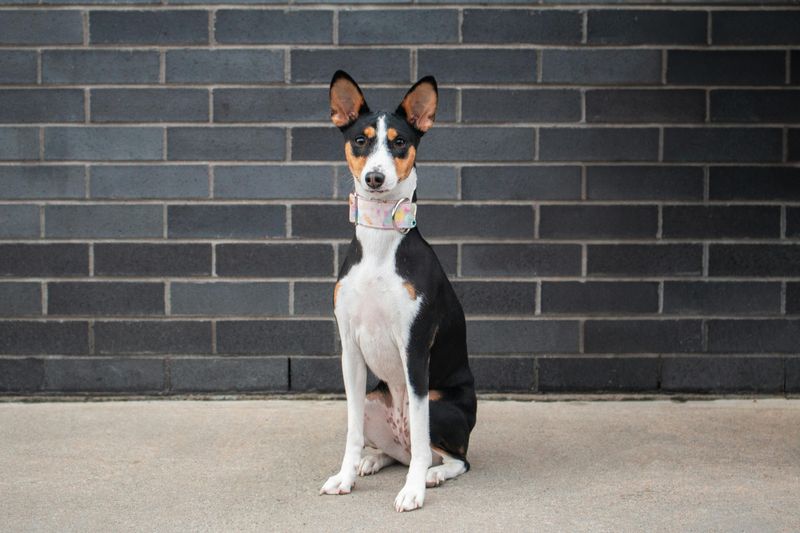12 dogs that prove intelligence isn’t always obedience