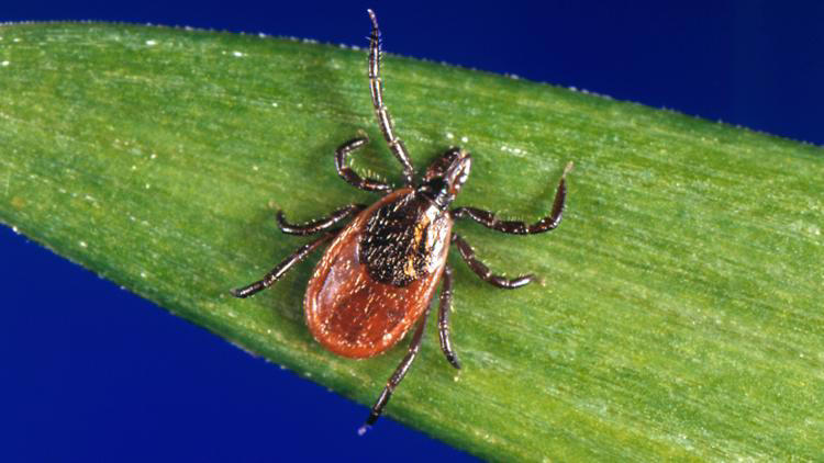 Ticks named 2025 pest of the year as ER visits surge