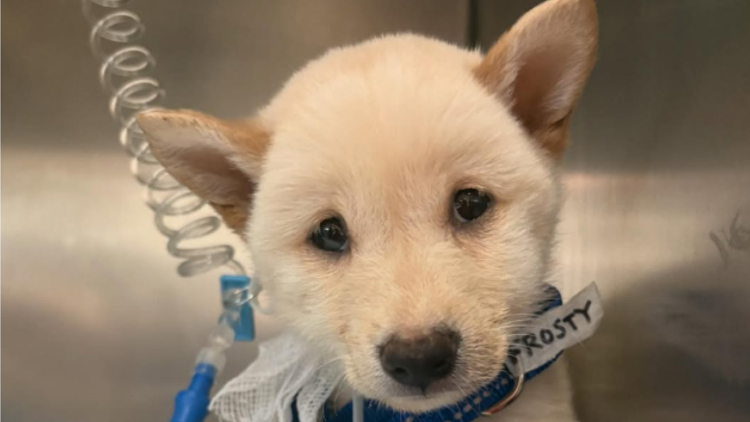 Abused puppy dies after Taylor Park dumping; new law could mean harsher ...