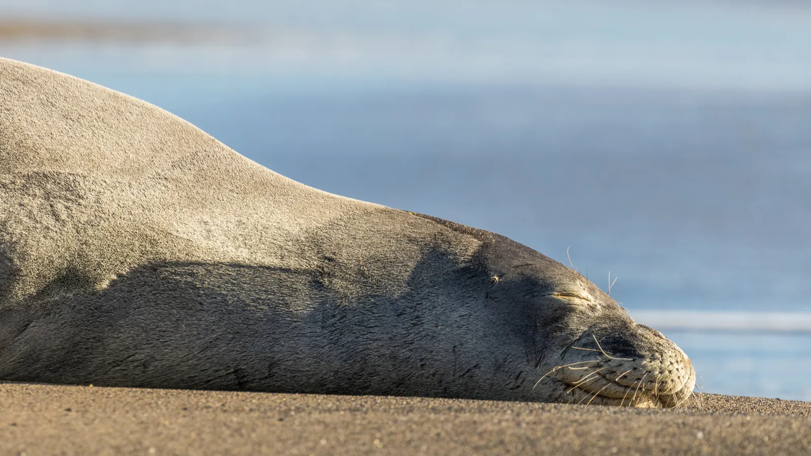Rare US wildlife species protected by federal law