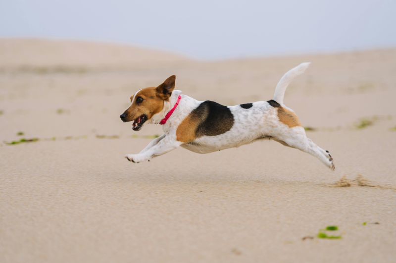 10 dogs that seem born for chaos but are surprisingly easy to train